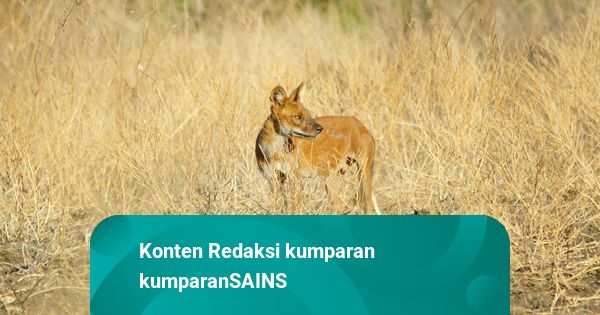 Tiga Anjing Ajag Super Langka Asli Indonesia Tertangkap Kamera di ... Tiga Anjing Ajag Super Langka Asli Indonesia Tertangkap Kamera di ...